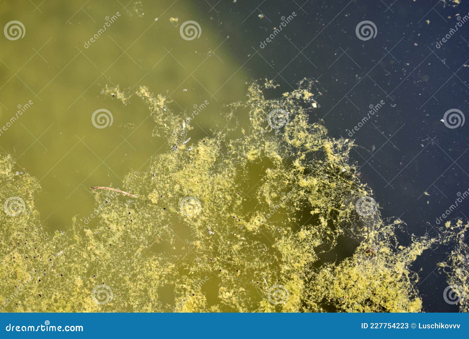 Green Algae on the Water Surface of the Swamp Stock Image - Image of ...