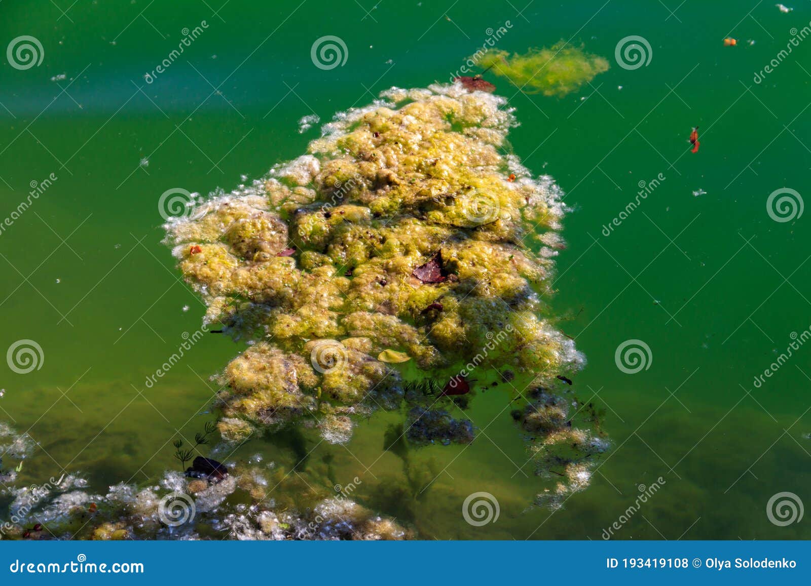 Green Algae in Water. Water Pollution Stock Photo - Image of macro ...