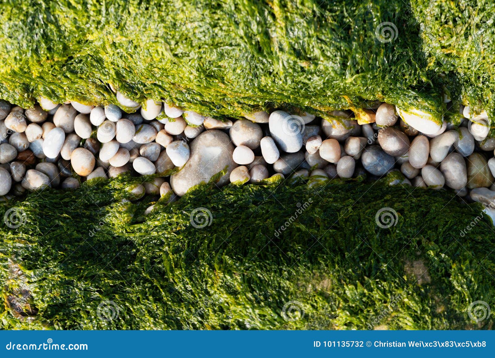 Green Algae and White Pebbles Stock Photo - Image of rocky, landscape ...