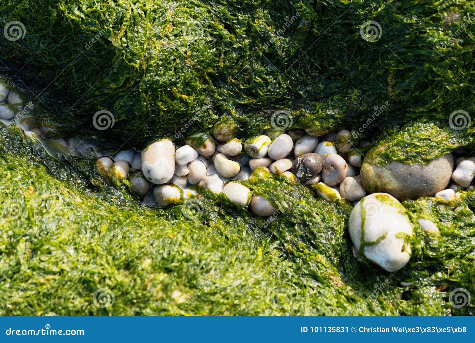 Green Algae and White Pebbles Stock Image - Image of green, beach ...