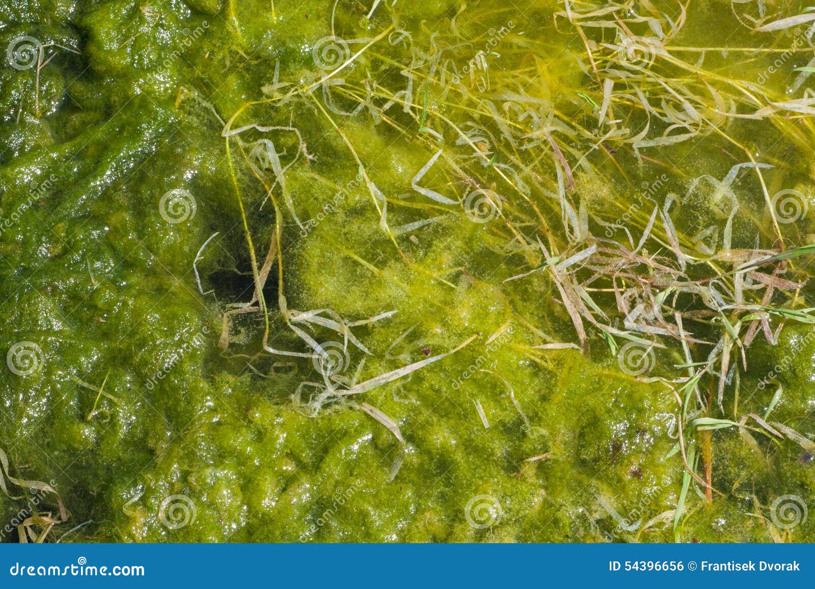 Green Algae stock photo. Image of lake, organism, pond - 54396656