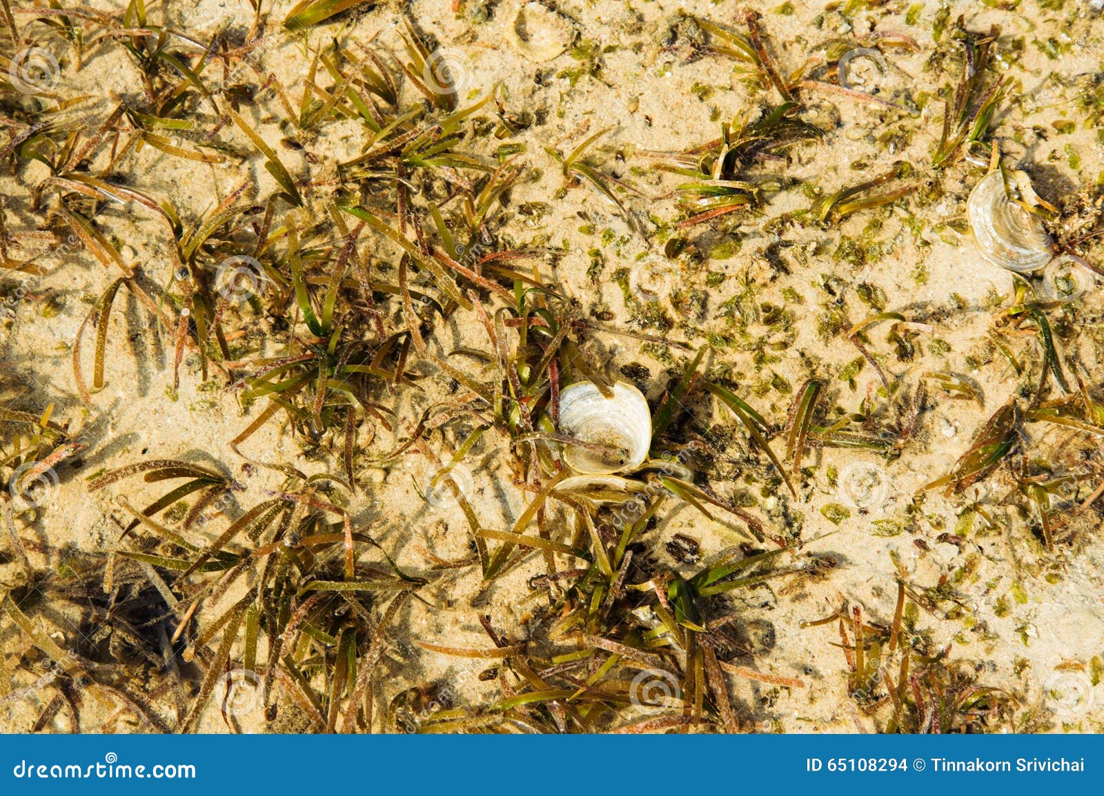 Green algea in the sea stock photo. Image of beach, algea - 65108294