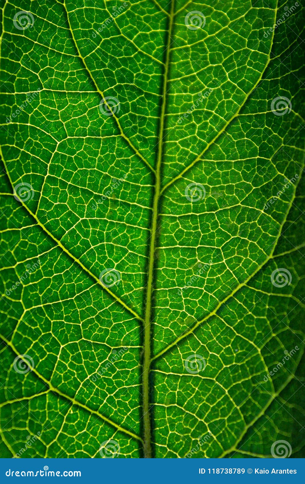 Green and alive leaf stock image. Image of macro, natural - 118738789