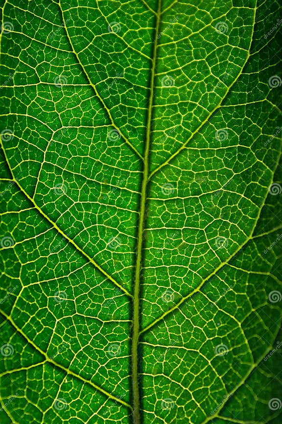 Green and alive leaf stock image. Image of macro, natural - 118738789