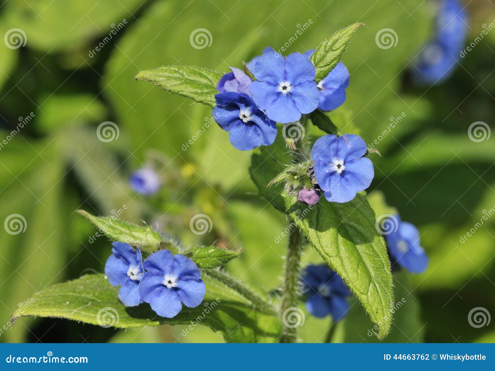 Green Alkanet stock photo. Image of somerset, horizontal - 44663762