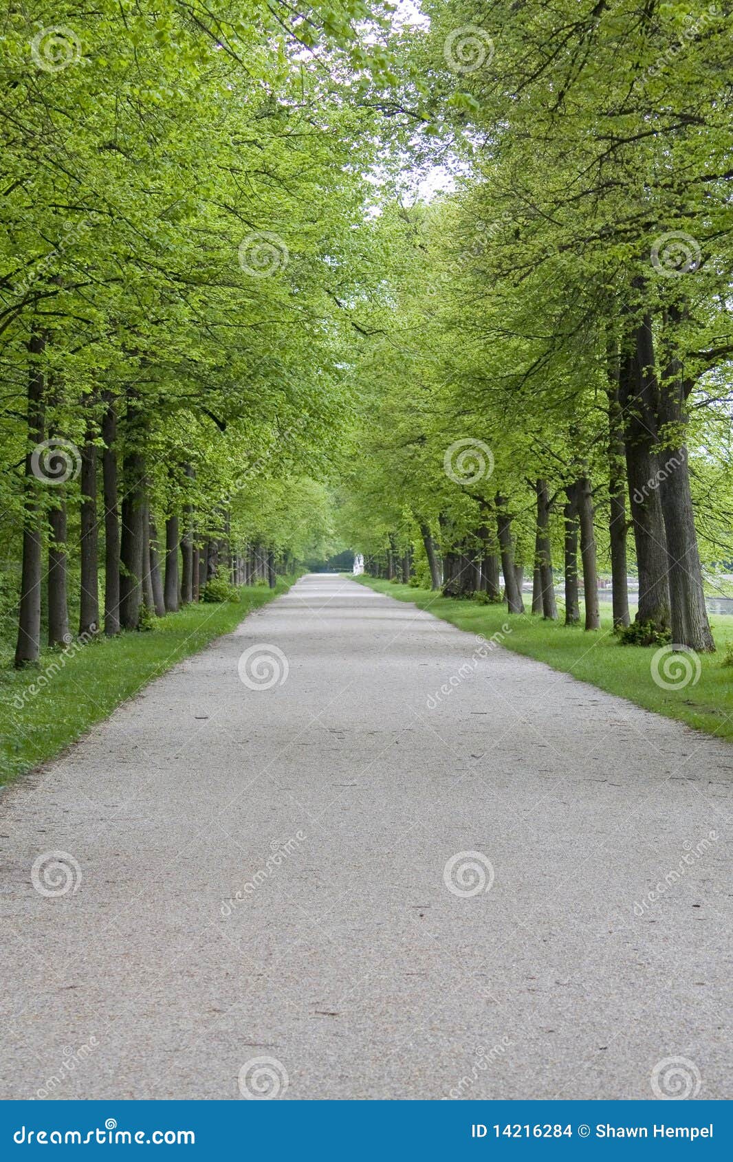Green alley stock photo. Image of bright, natural, outdoor - 14216284