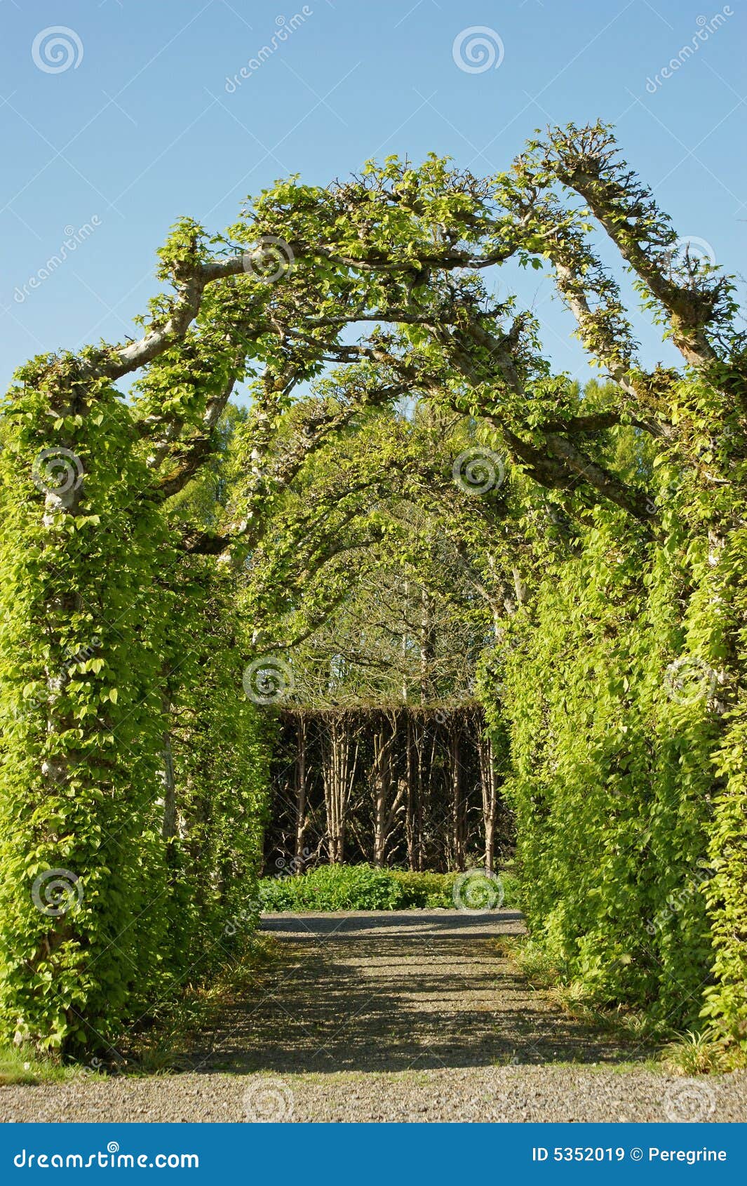 Green alley in the garden stock image. Image of elegance - 5352019