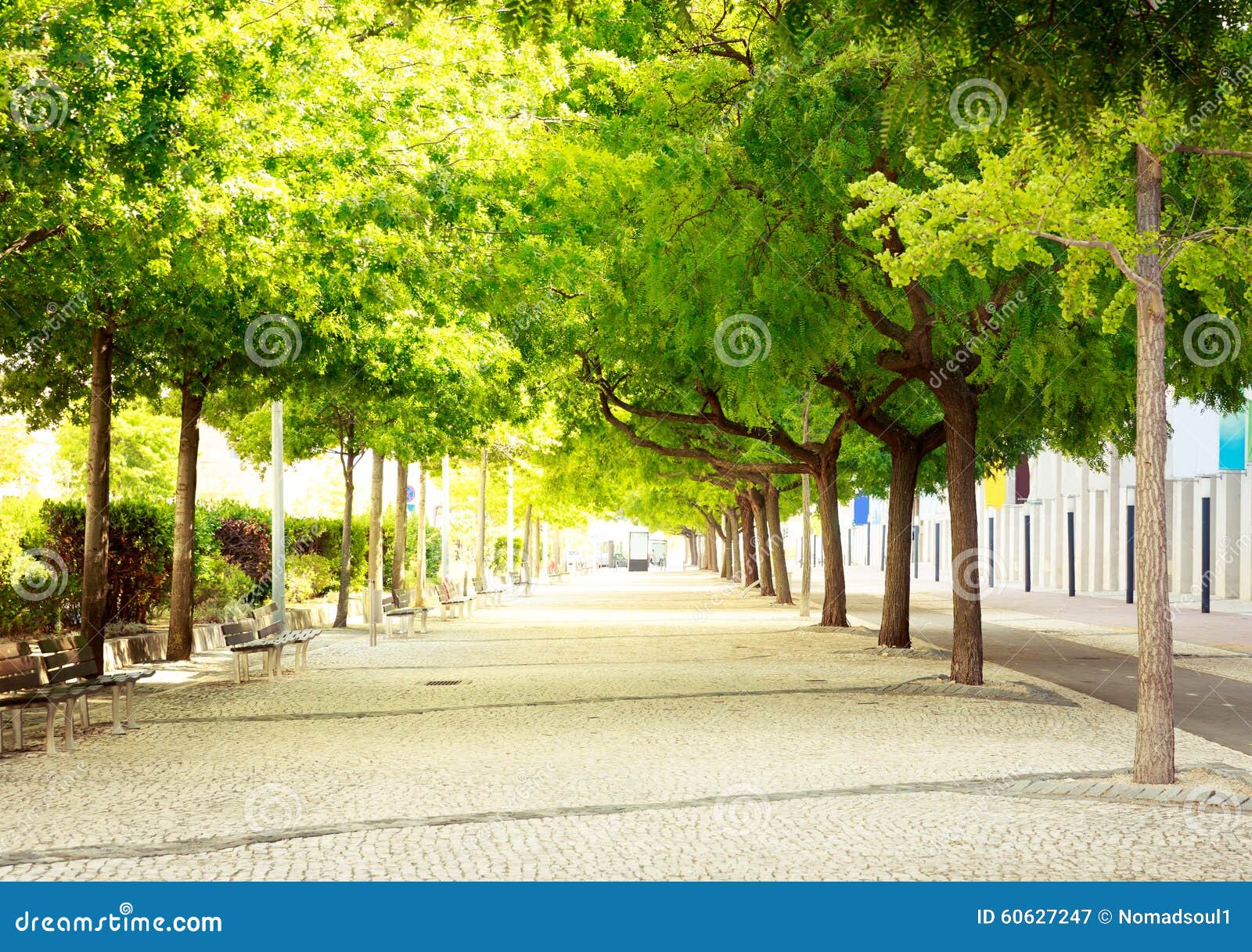 Green alley stock image. Image of environment, forest - 60627247