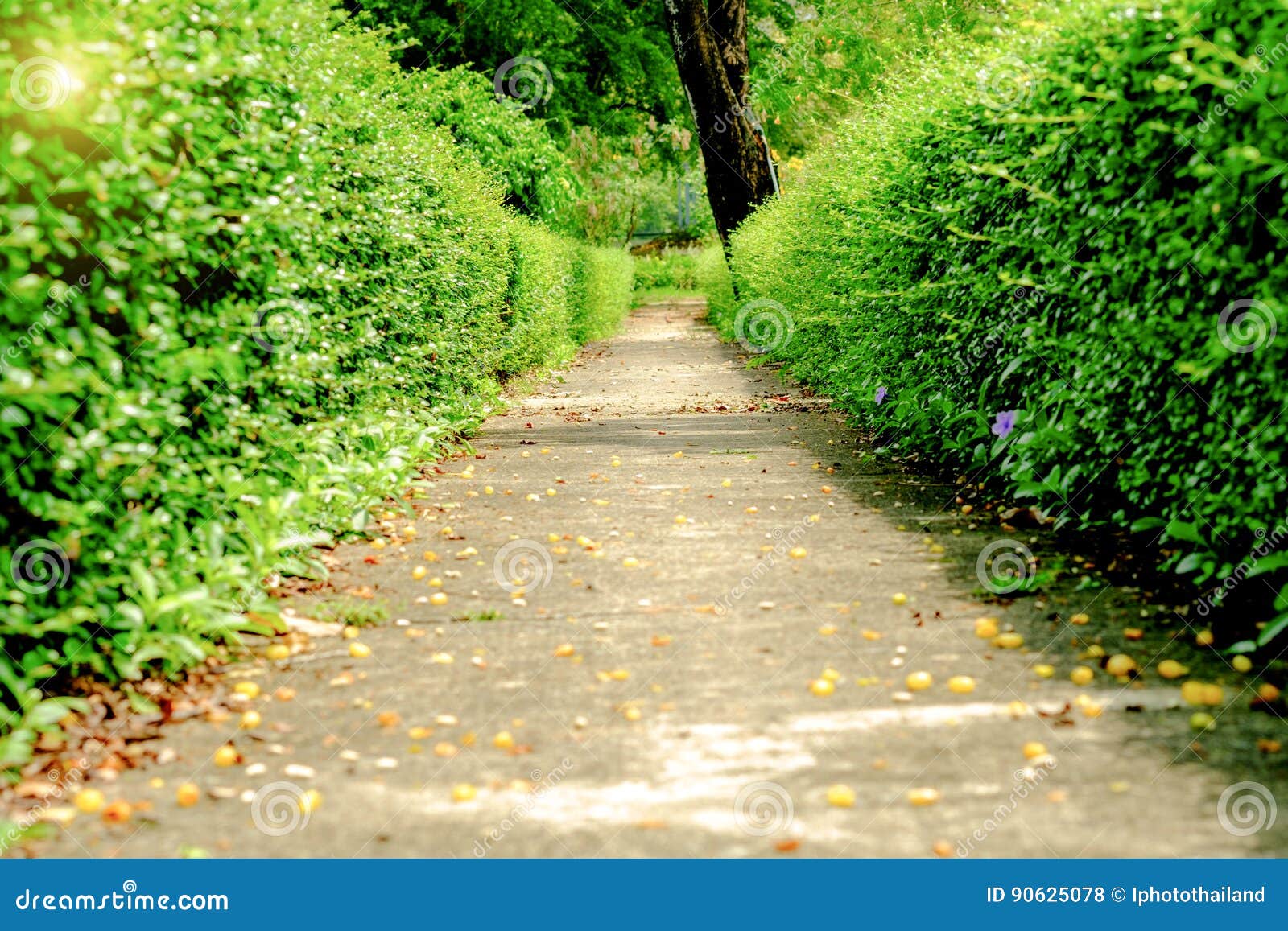 Green Alley,path in the Park Stock Photo - Image of arboretum, pathway ...