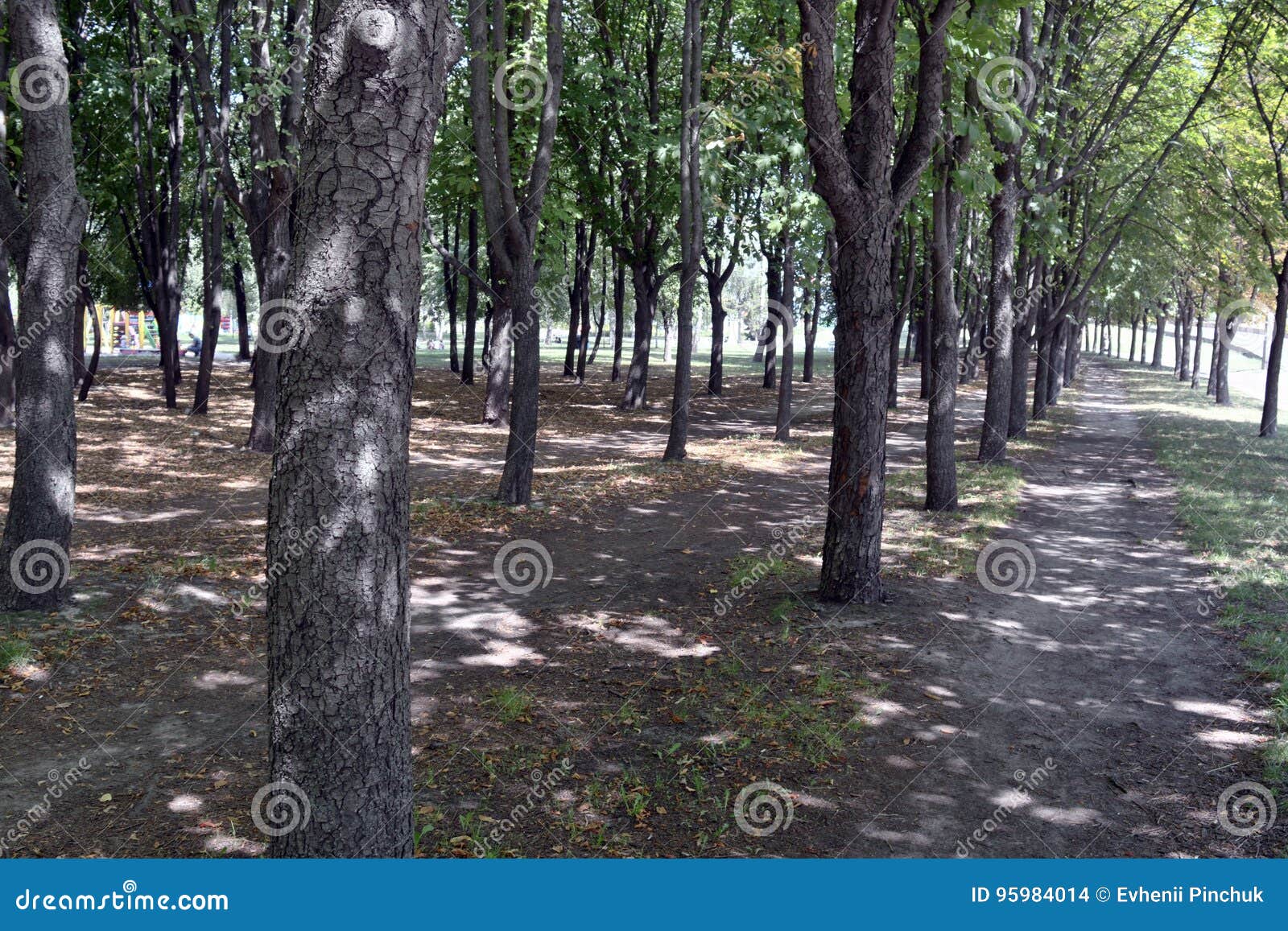 Green Alley with Trees in the Park Stock Photo - Image of colorful ...
