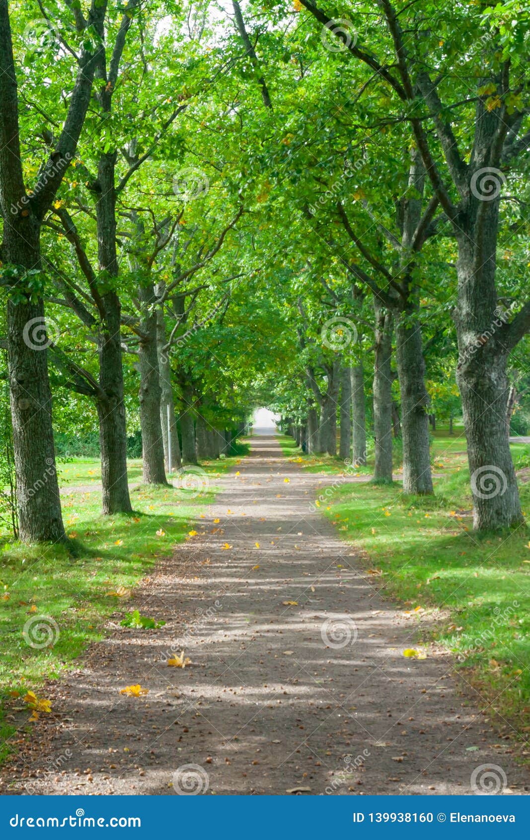 Green Alley with Trees is in the Park at Summer Stock Photo - Image of ...