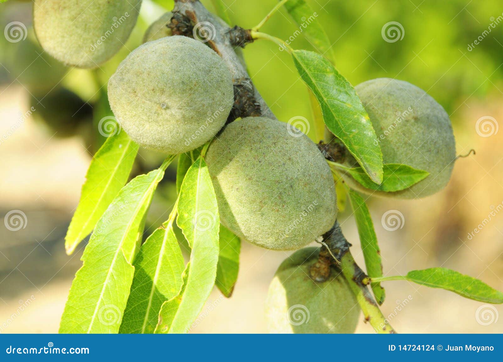 Green almonds stock photo. Image of branch, garden, shells - 14724124