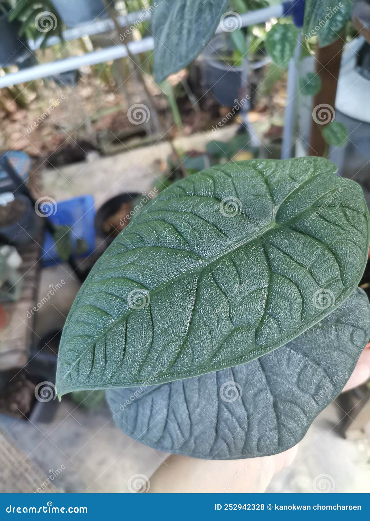 Alocacia Melo Plant Stock Photos - Free & Royalty-Free Stock Photos ...