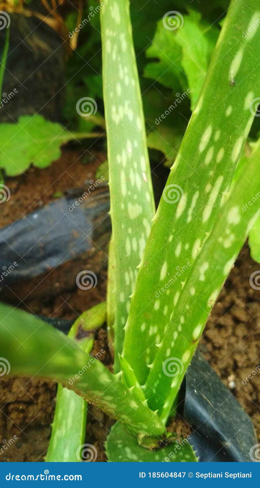 Green aloe vera stock image. Image of yard, green, aloe - 185604847