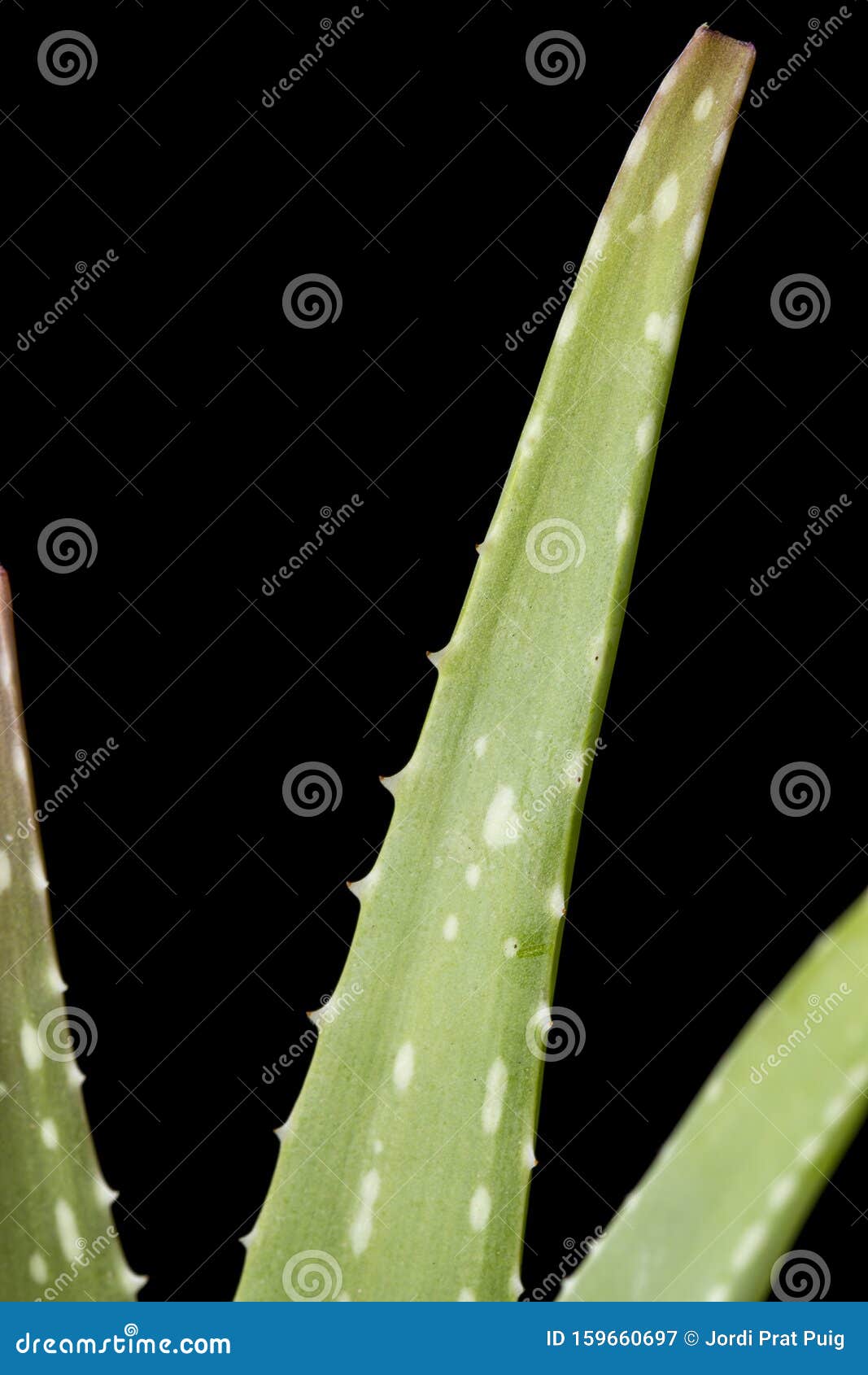 Green Aloe Vera Branches Isolated on a Solid Black Background Stock ...