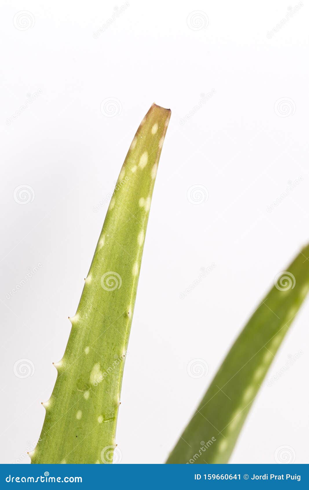 Green Aloe Vera Branches Isolated on a Solid White Background Stock ...