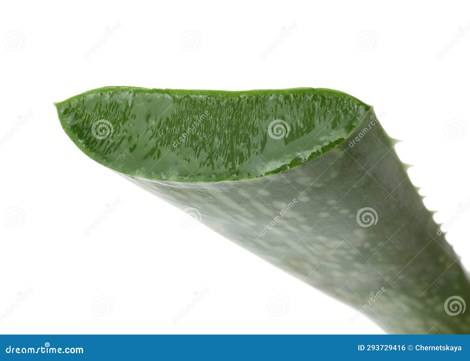 Green Aloe Vera Leaf Isolated on White Stock Photo - Image of herbal ...