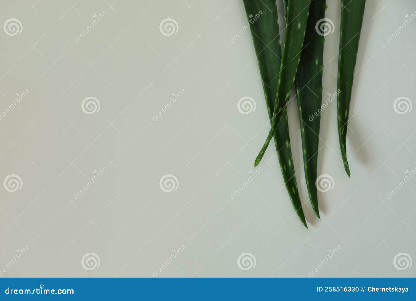 Green Aloe Vera Leaves on Light Background, Top View. Space for Text ...