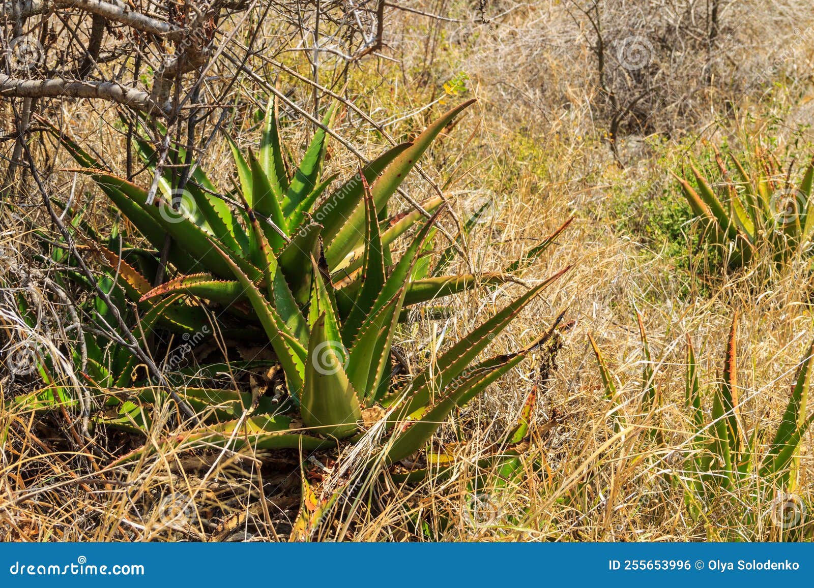 Green Aloe Vera Plant in Garden Stock Photo - Image of healthcare, leaf ...