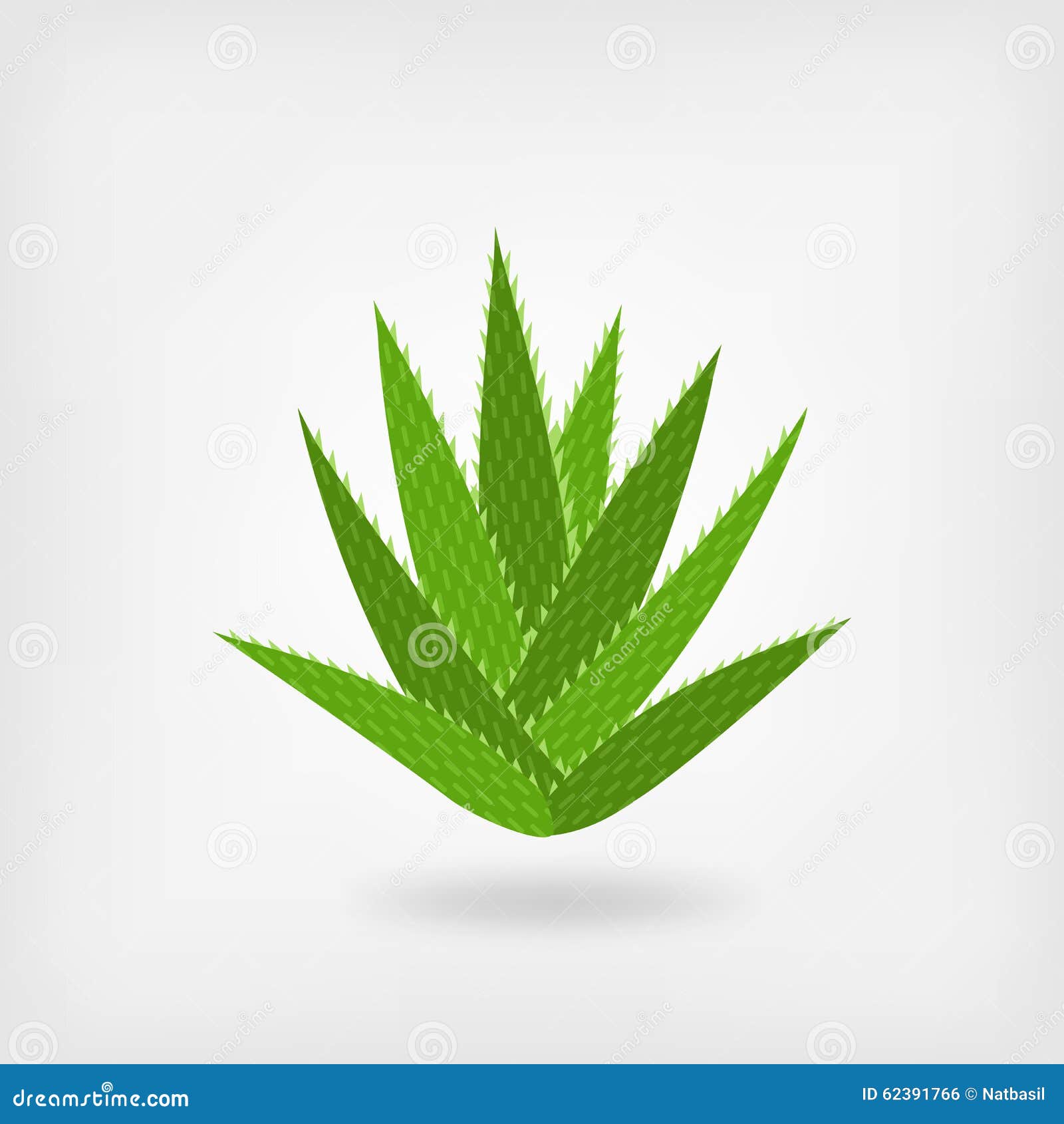 Green aloe vera stock vector. Illustration of healthy - 62391766