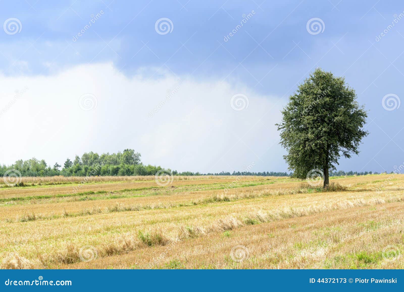 Green alone tree stock image. Image of simplicity, nature - 44372173