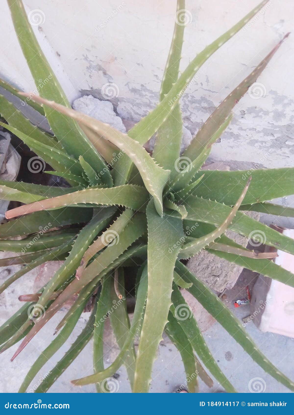 Green Alovera plant stock image. Image of herb, plant - 184914117