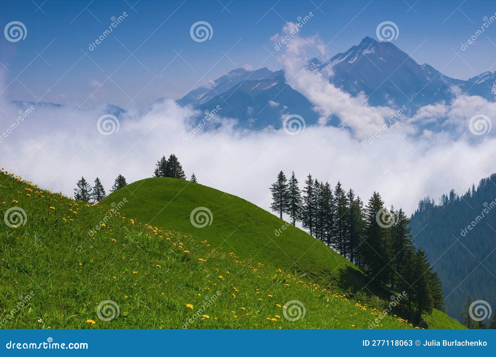 Green Alpine Meadows and Mountain Peaks in Swiss Alps Stock Image ... Green Alpine Meadows and Mountain Peaks in Swiss Alps Stock Image ...