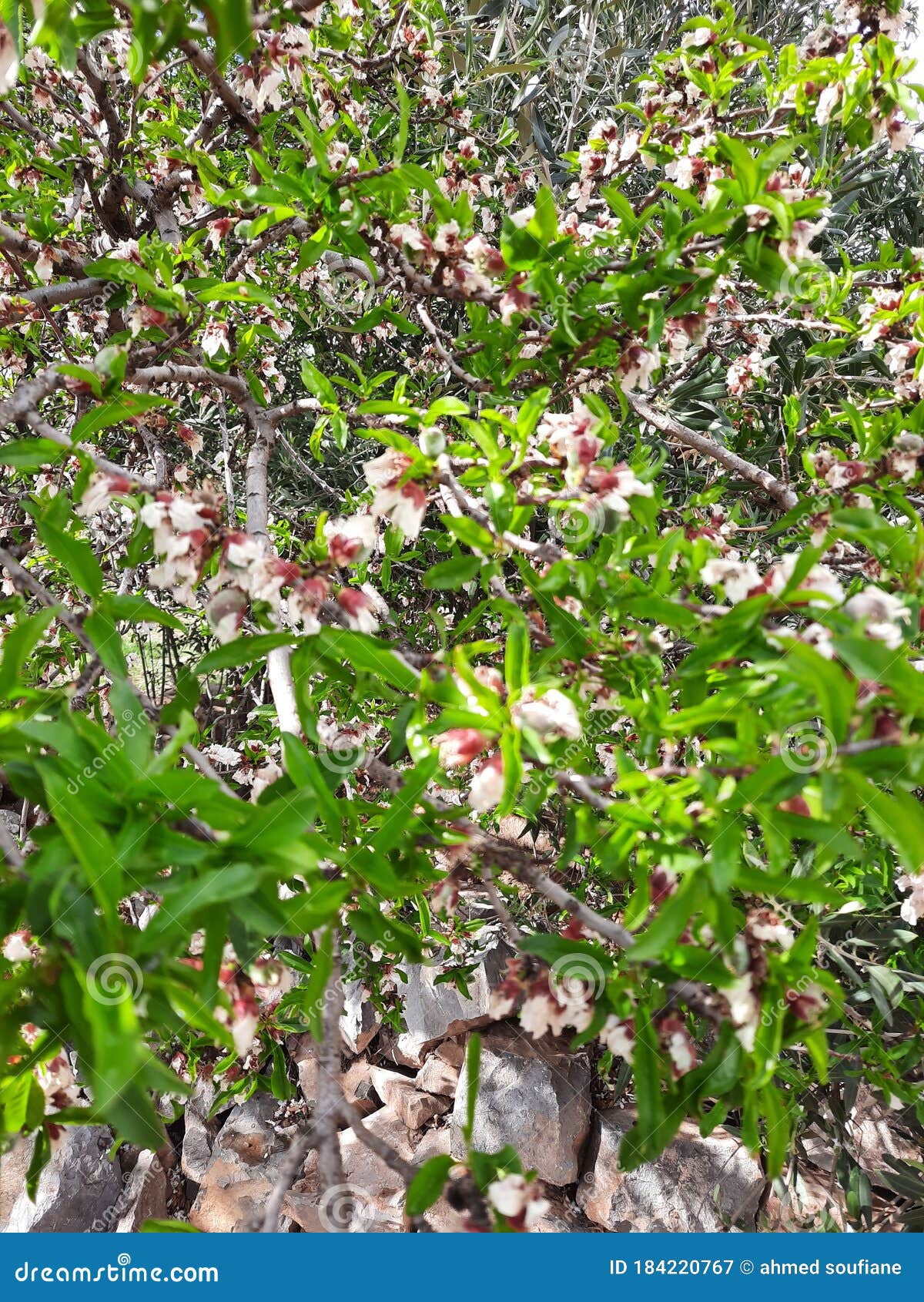 Amandes Tree Stock Photos - Free & Royalty-Free Stock Photos from ...