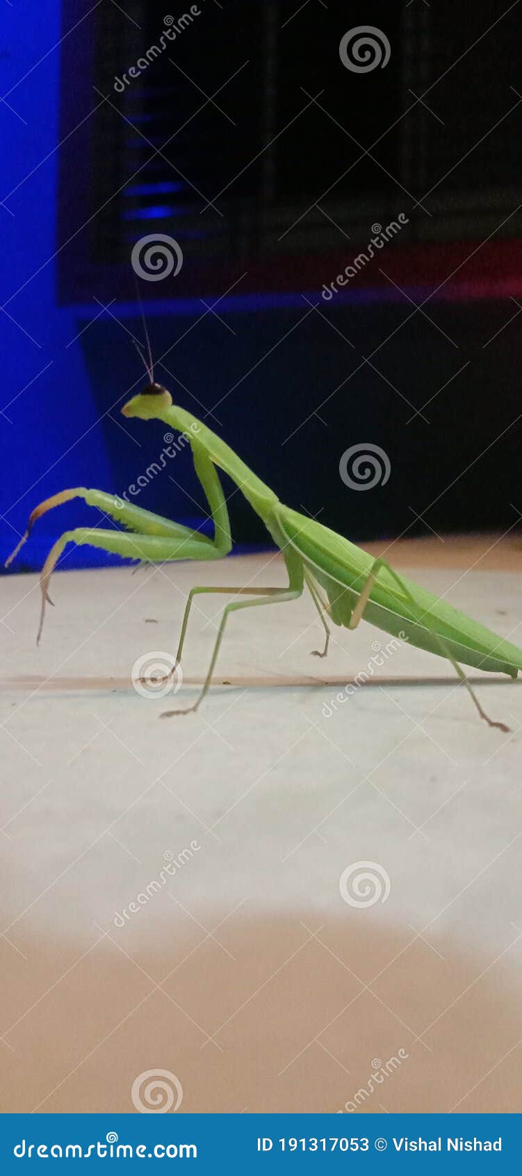 Green Amantis insect stock image. Image of invertebrate - 191317053