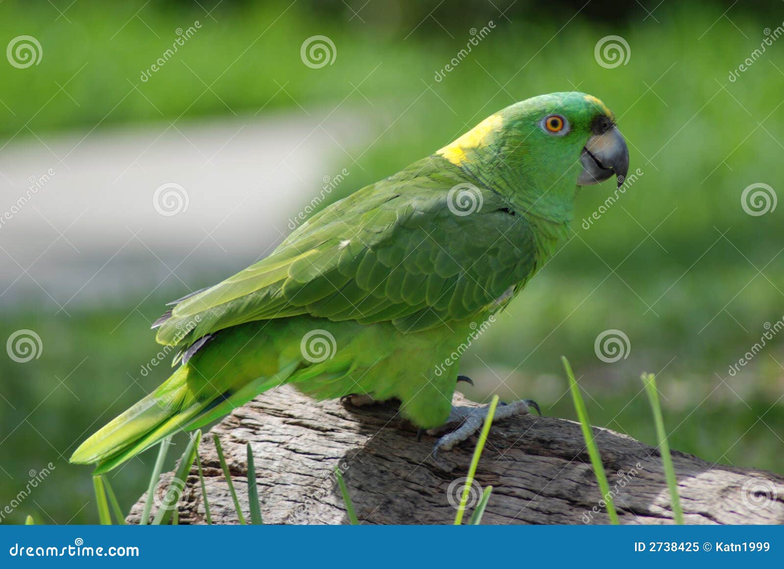 Green Amazon Parrots