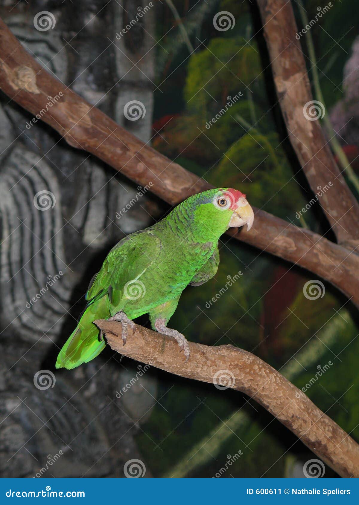 Green Amazon Parrot stock image. Image of amazonian, parrot - 600611