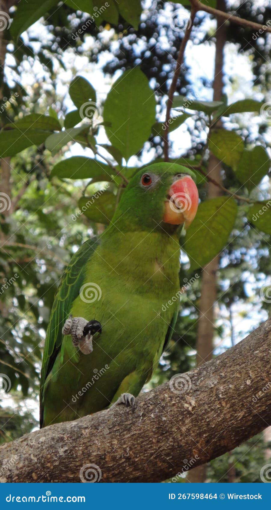 Green Amazon Parrot Perching on Tree Branch Stock Photo - Image of ...