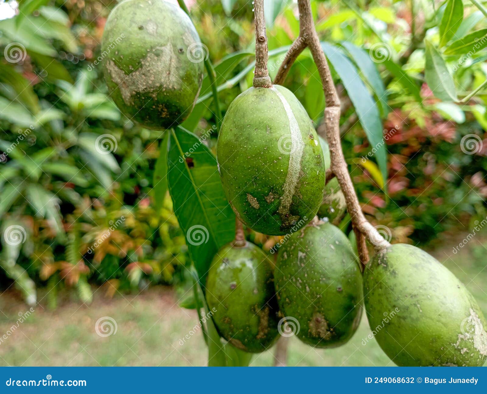 Green Ambarella Fruit that Hangs from the Tree Trunk that Grows in the ...