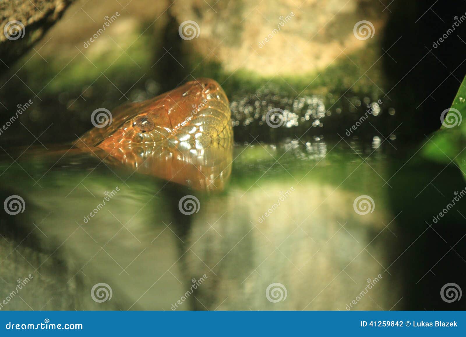 Green Anaconda In The Dark Water, Underwater Photography, Big Snake In ...