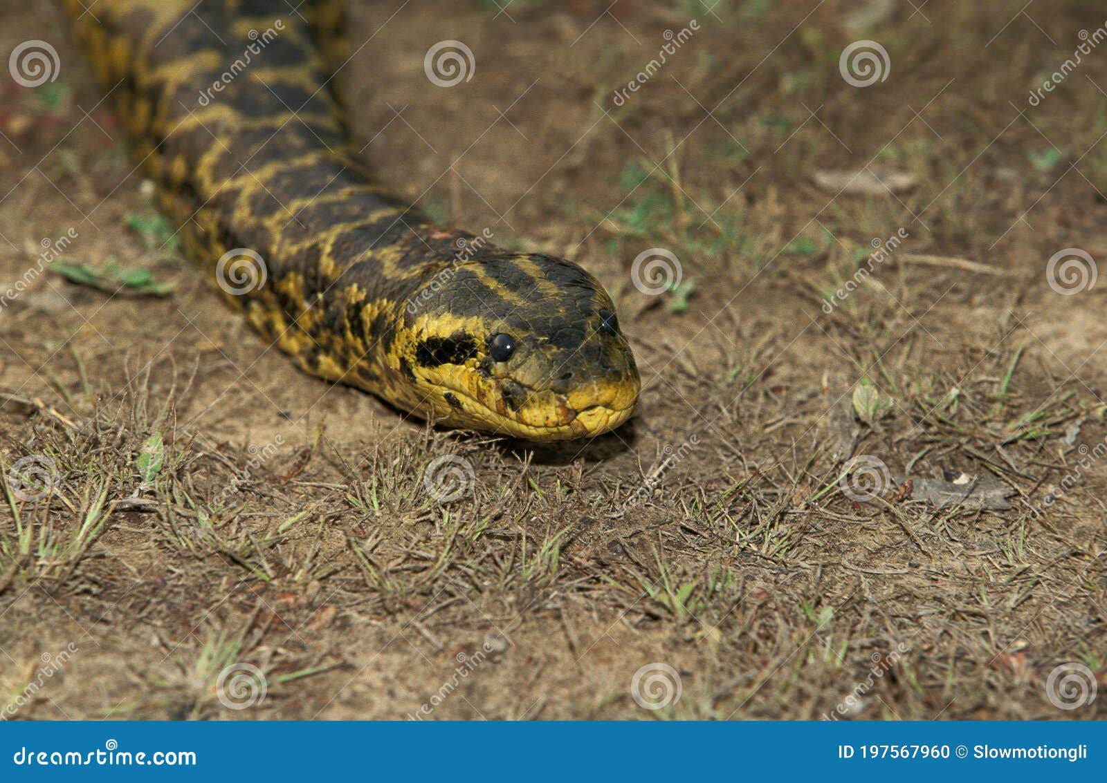 Green Anaconda, Eunectes Murinus, Pantanal in Brazil Stock Photo ...