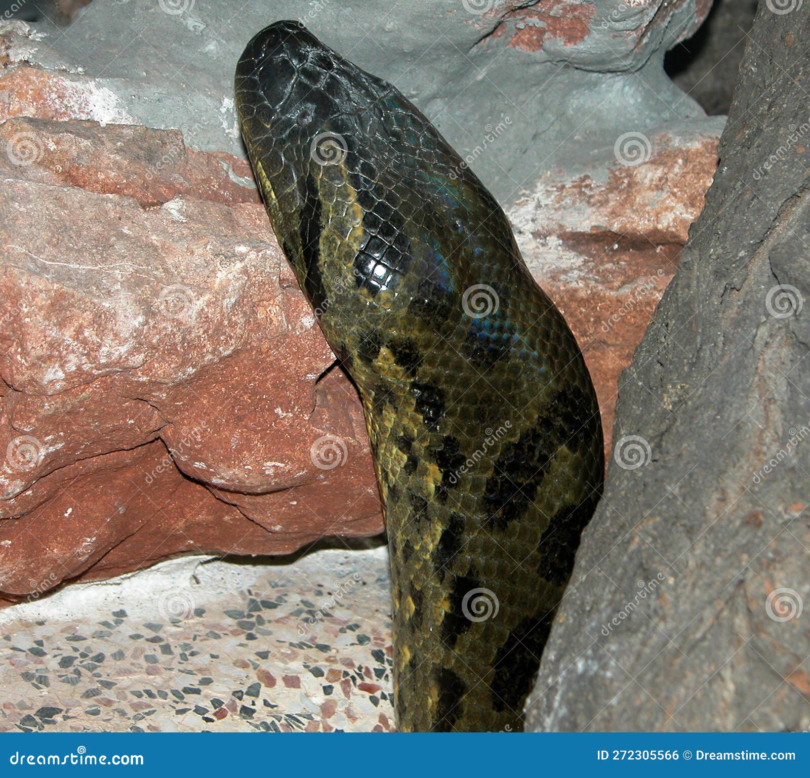 Green Anaconda (Eunectes Murinus) Stock Photo - Image of green, animal ...