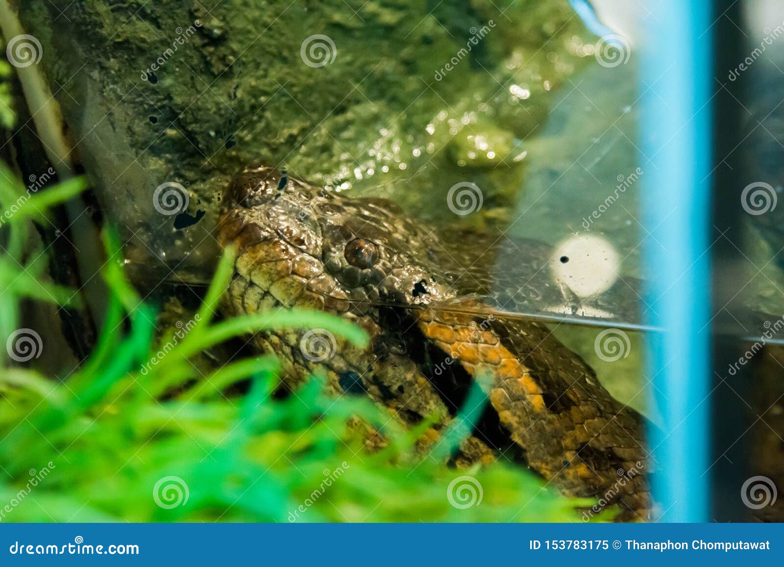 Green Anaconda Snake in the Jungle Stock Image - Image of life, fauna ...