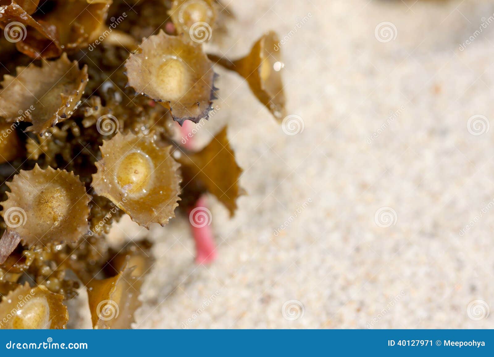 Green Anemones on the Beach. Stock Image - Image of seaside, animal ...