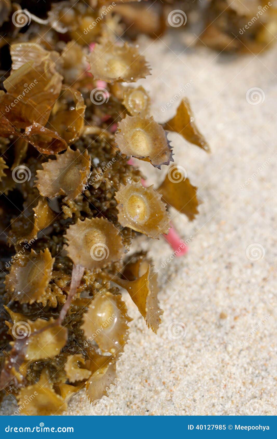 Green Anemones on the Beach. Stock Image - Image of anemones, green ...