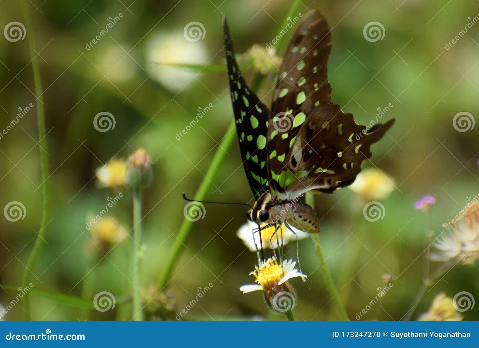 Green angel in butterfly stock photo. Image of angel - 173247270