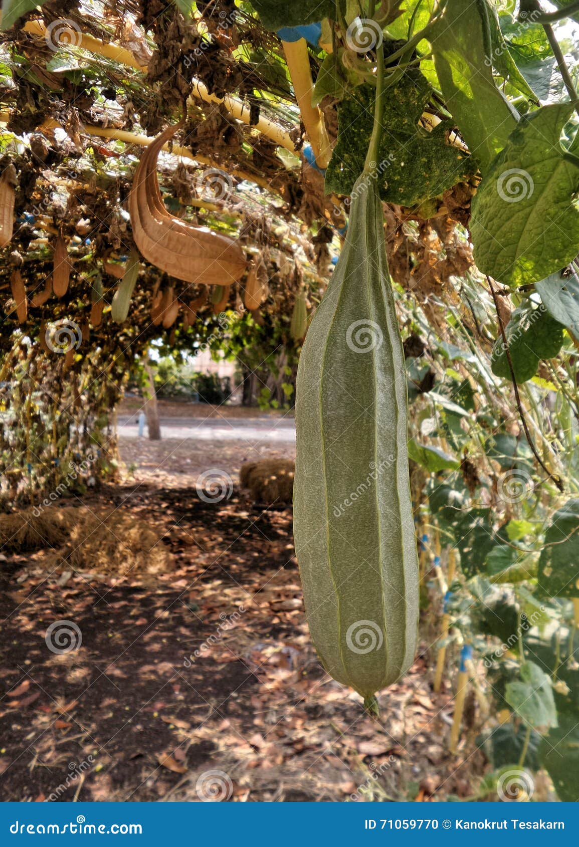 Green Angled gourd stock photo. Image of backyard, tunnel - 71059770