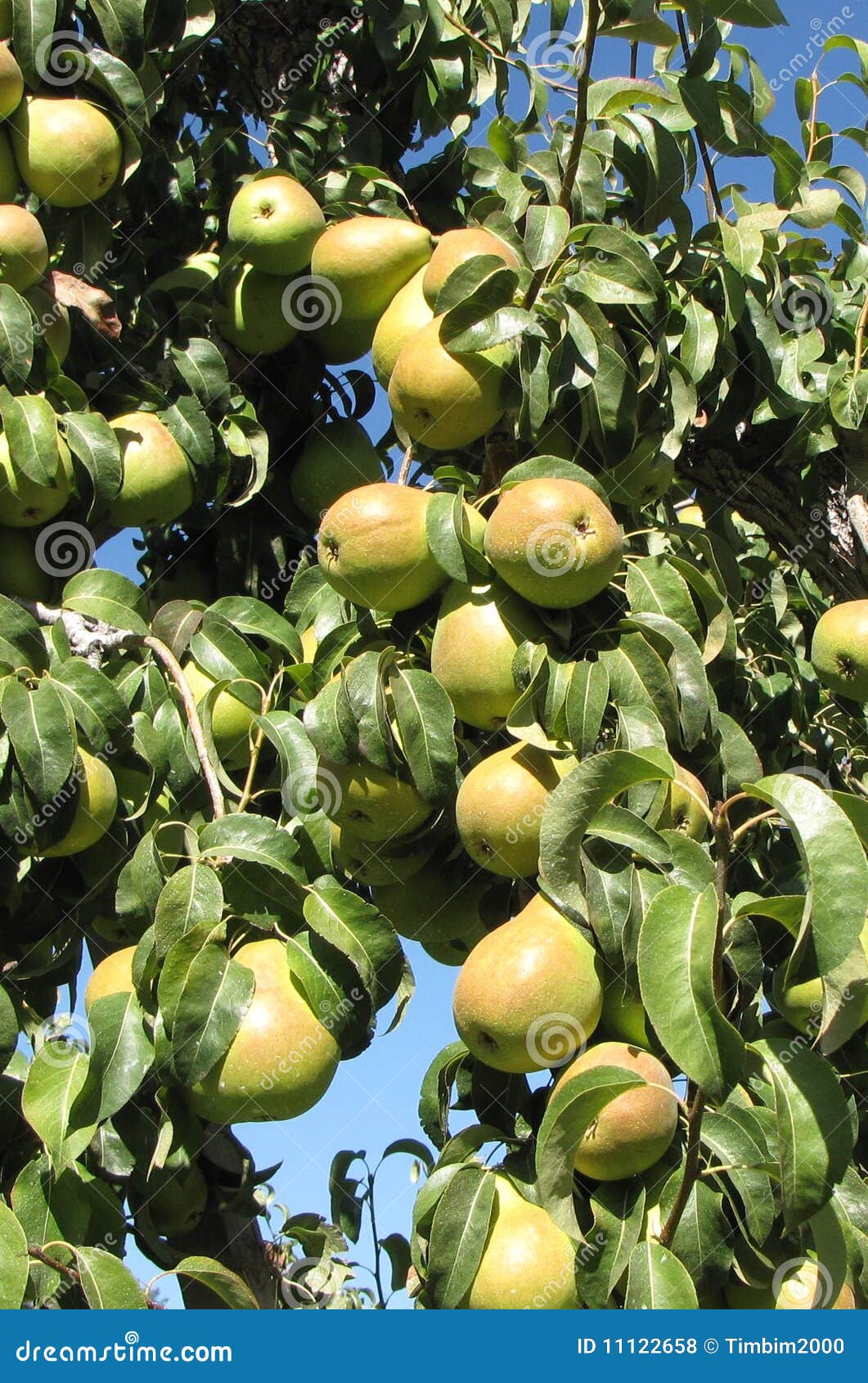 Green anjou pears stock photo. Image of eastern, green - 11122658