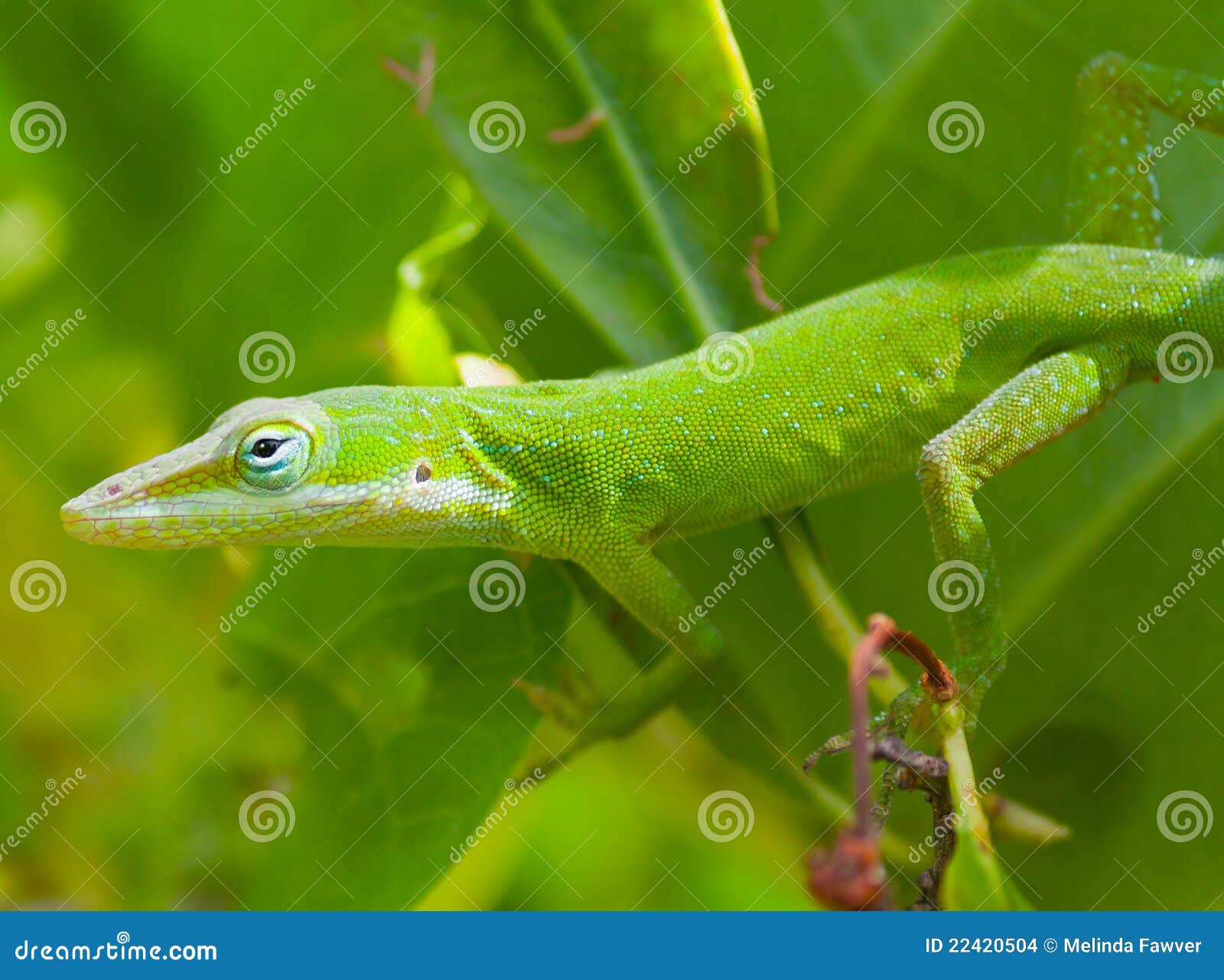 Green Anole stock photo. Image of leaves, camouflage - 22420504