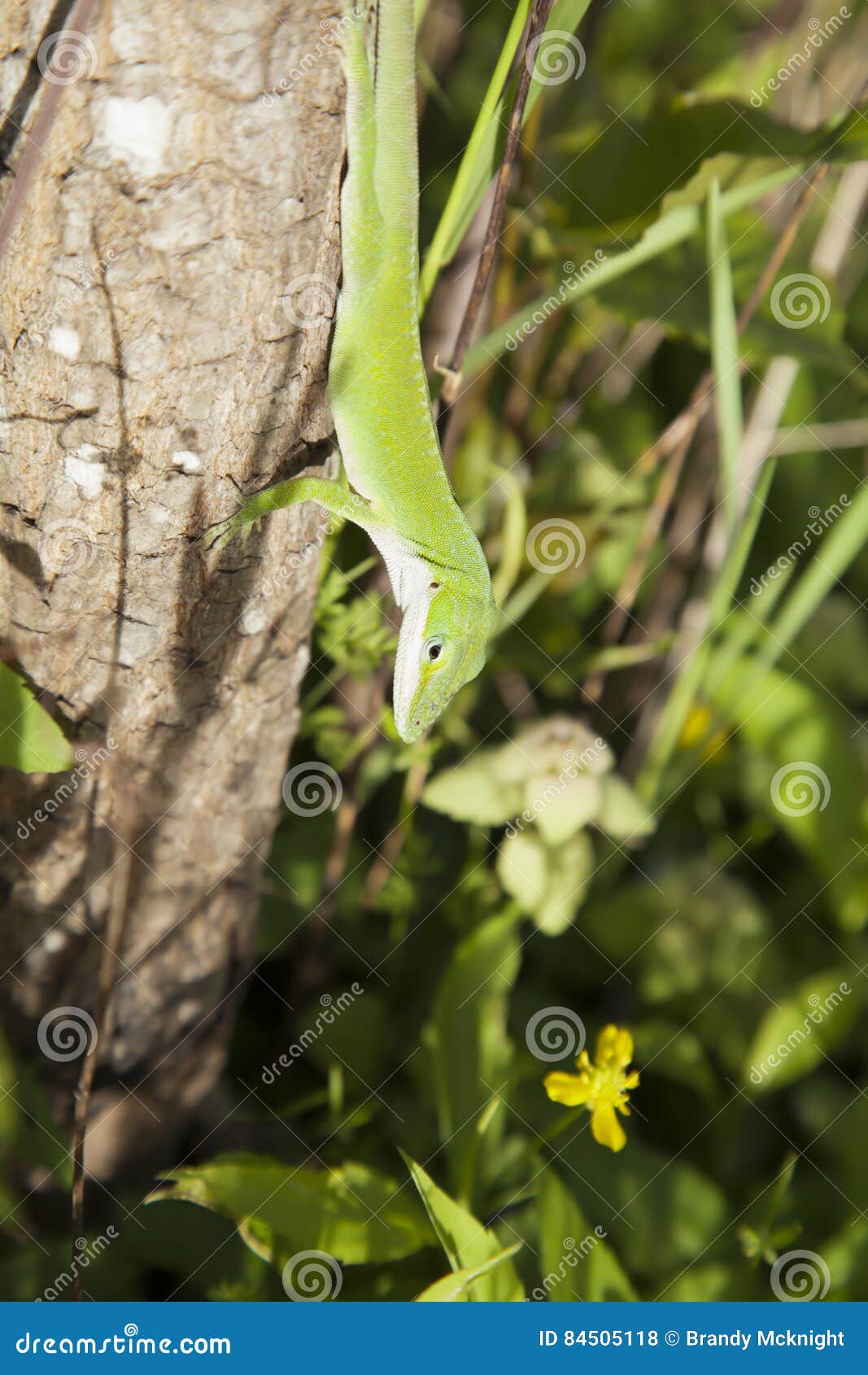 Green Anole stock photo. Image of outdoors, natural, forest - 84505118