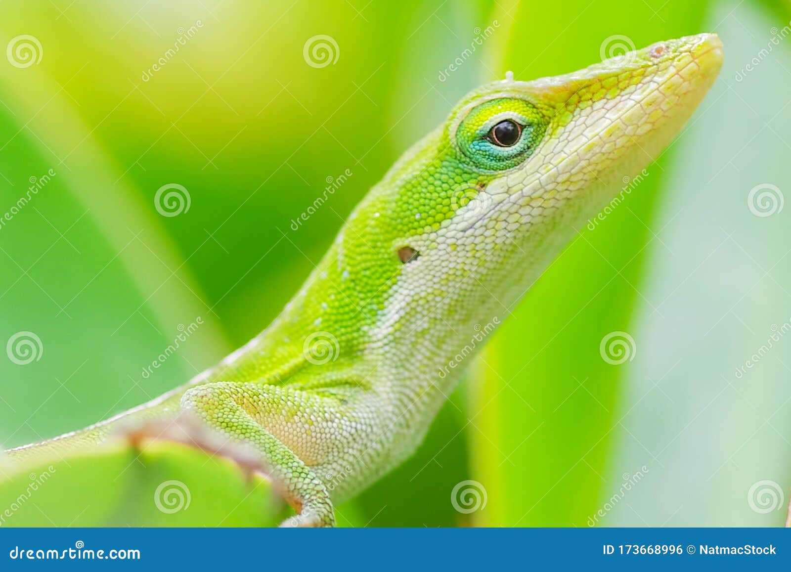Green Anole on Big Island Hawaii Stock Photo - Image of closeup, tail ...