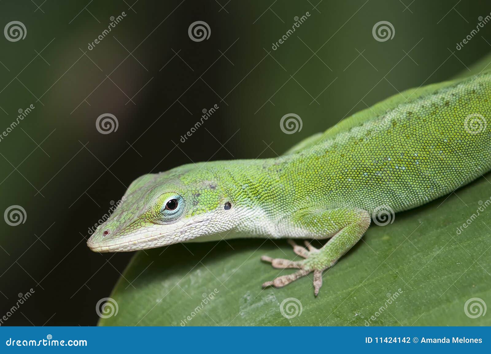 Green Anole Lizard stock photo. Image of green, peering - 11424142