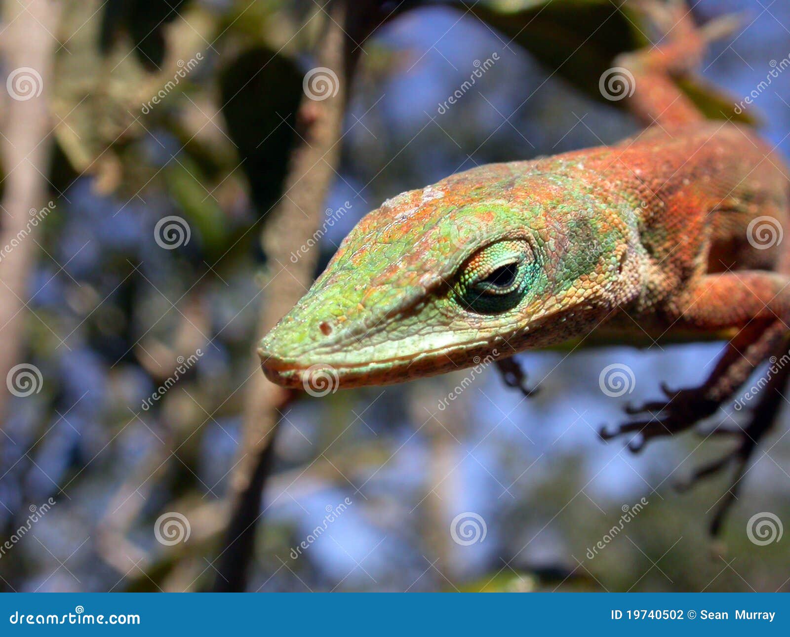 Green Anole Lizard stock photo. Image of anole, animals - 19740502