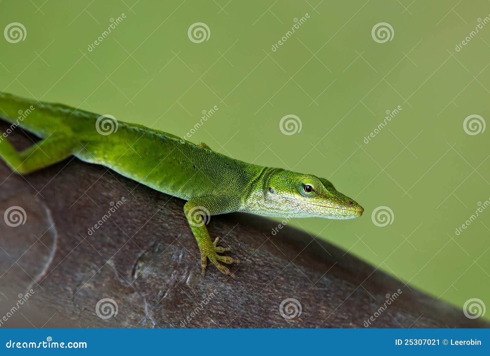 Green Anole Lizard stock image. Image of garden, creature - 25307021