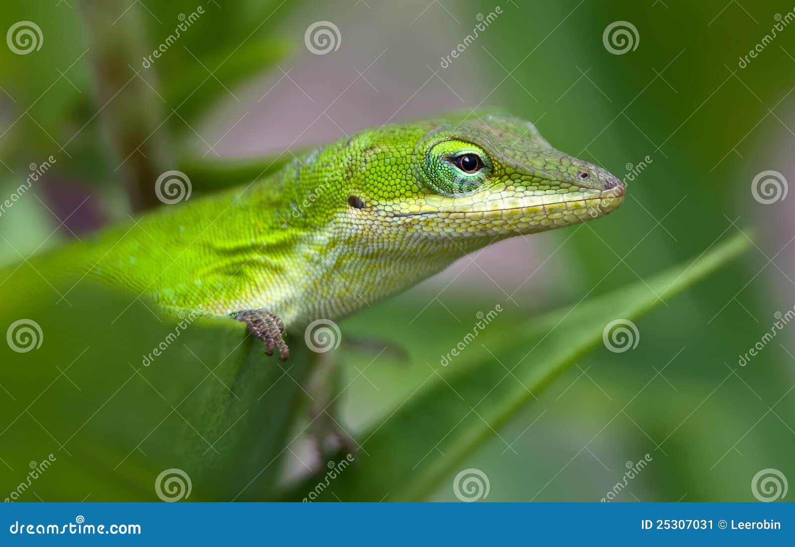 Green Anole Lizard stock image. Image of animal, gecko - 25307031