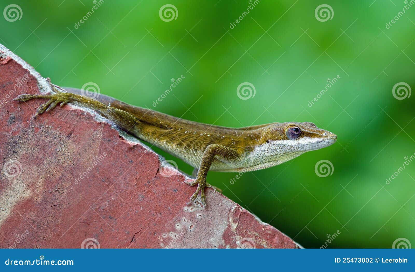 Green Anole lizard stock photo. Image of carolinensis - 25473002